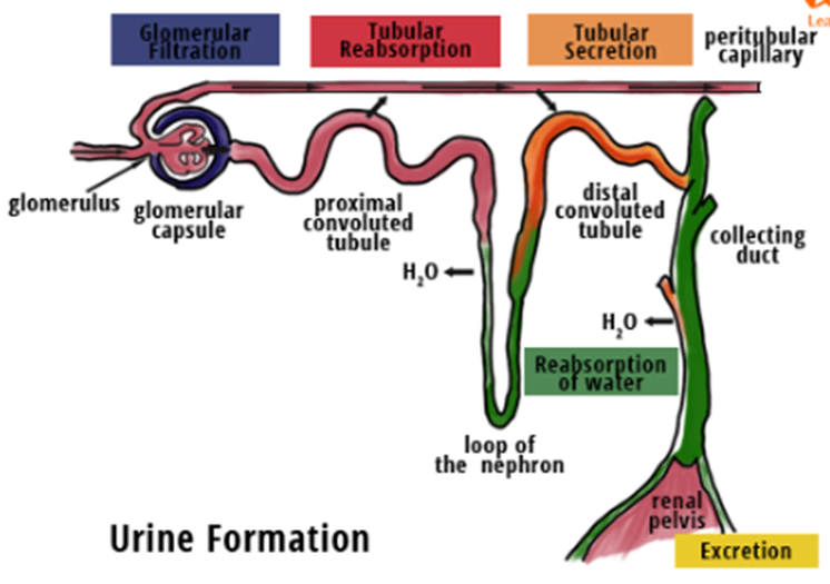 With a neat labeled diagram, explain the mechanism of filtration by the ...