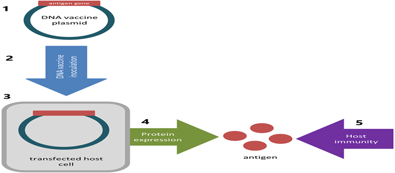 With an example explain the development of DNA vaccines.